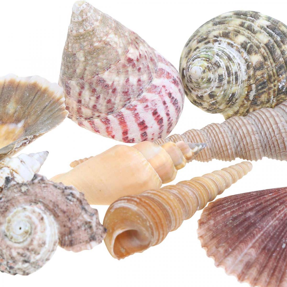 Floristik24.no Skjellblanding, skjell og sneglehus, sommerpynt H3–5cm ...