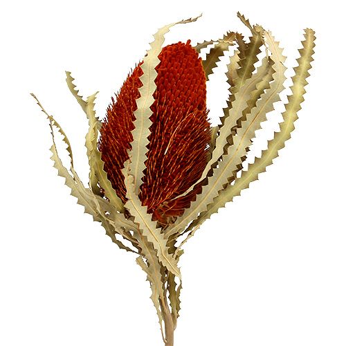 Floristik24.no Banksia Hookerana Orange 7stk-92b